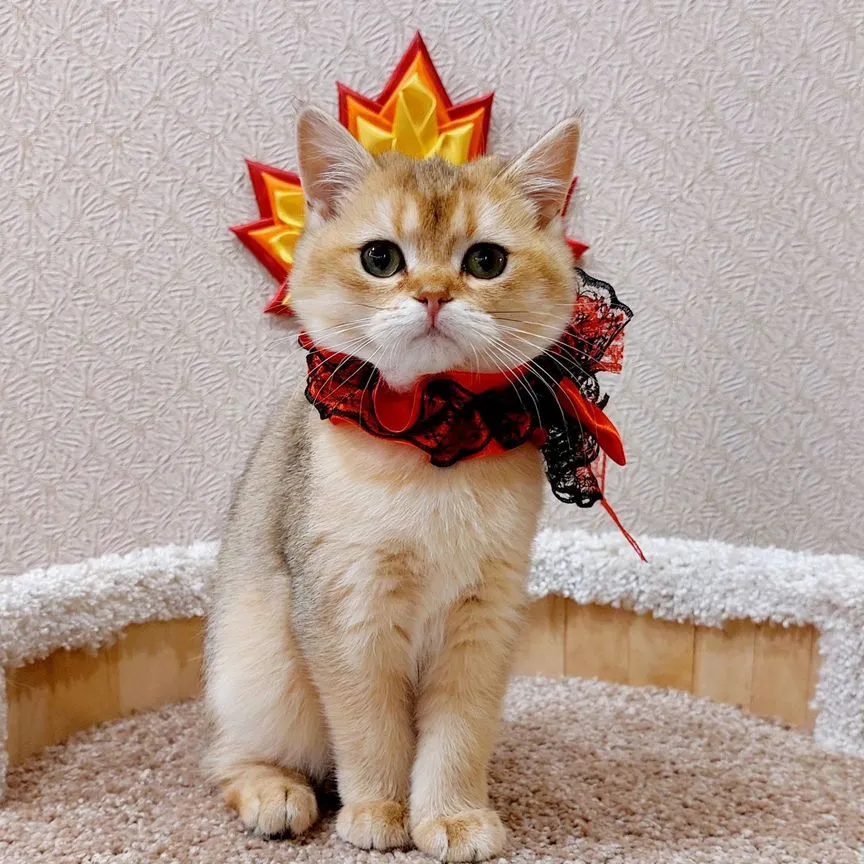 Котенок золотая шиншилла с чипом