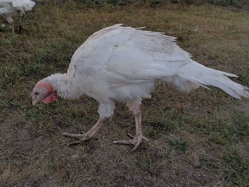 Индюшата подрощенные