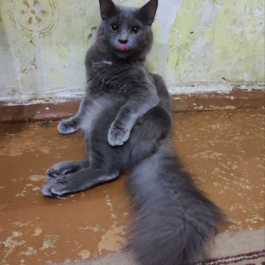 Котик Комарик ищет дом