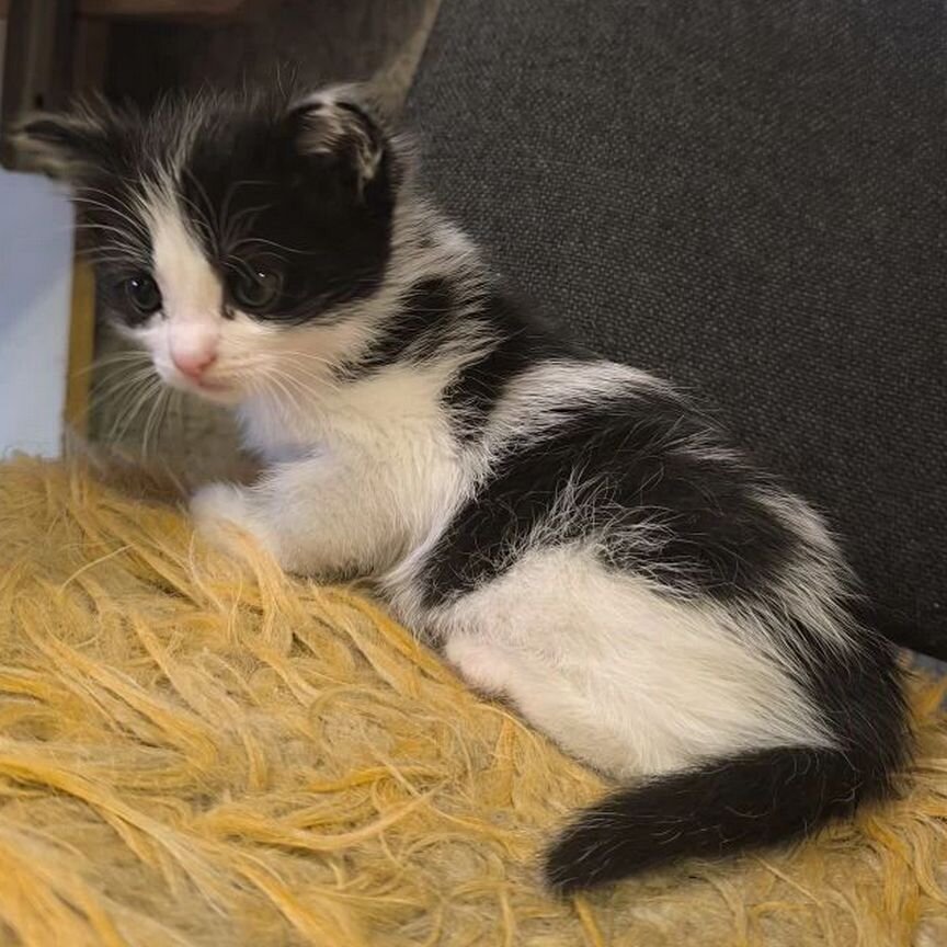 Котёнок в добрые руки