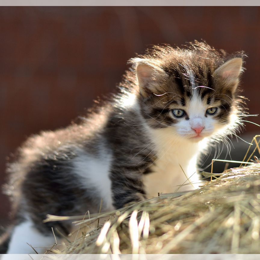 Котёнок от частного владельца
