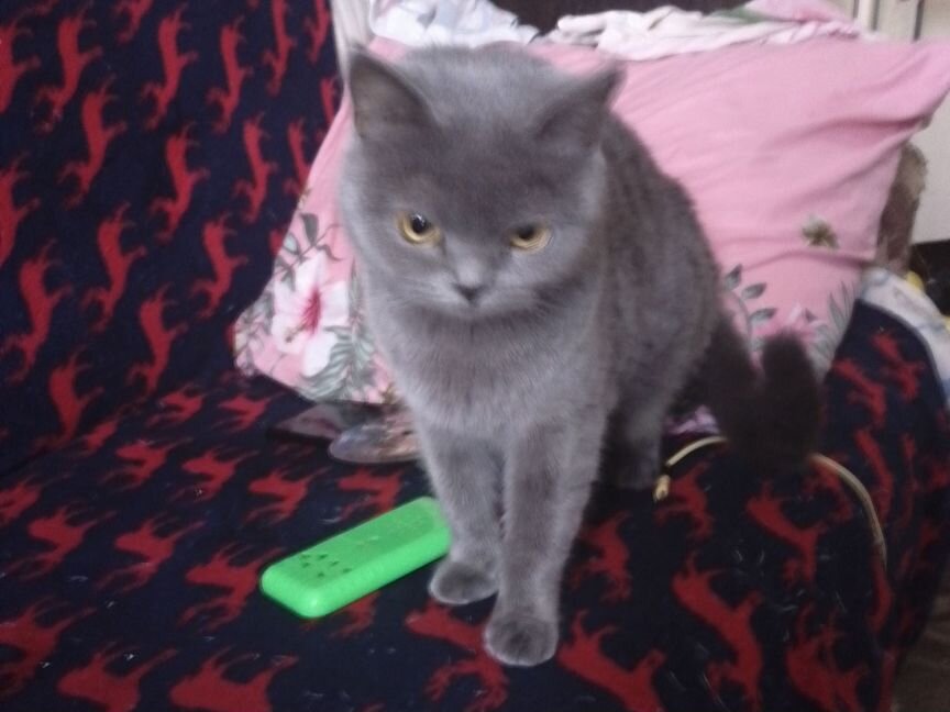 Голубые британчики