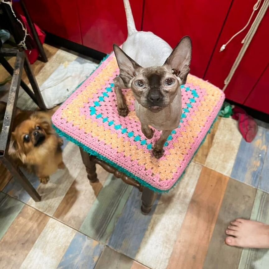 Отдам кошечку Сфинкс