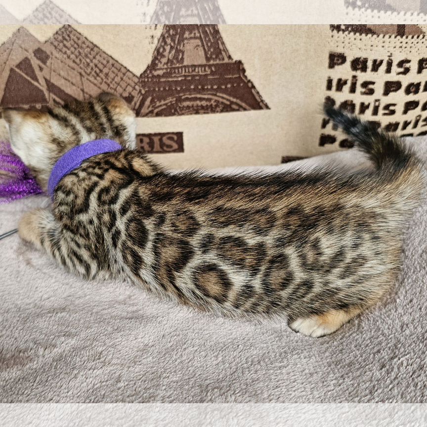 Бенгальская кошечка Бенгальские котята