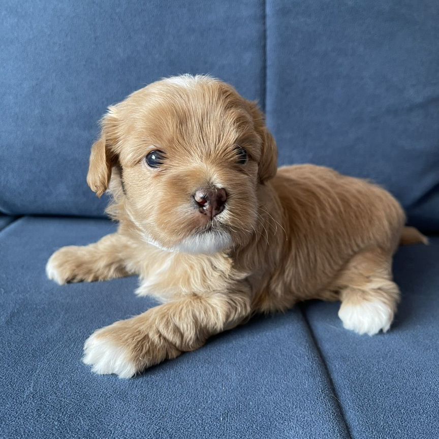 Девочка мальтипу