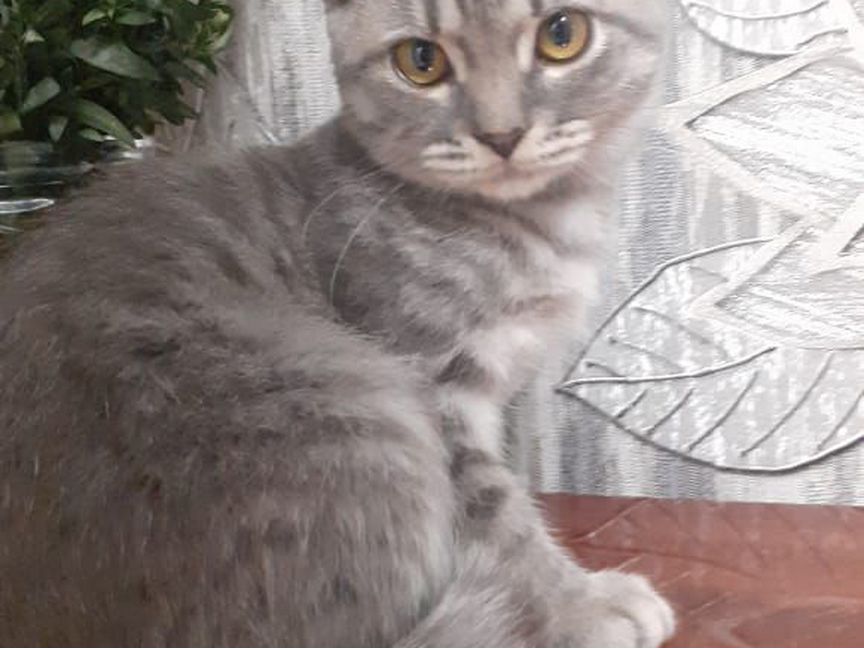 Котёнок Хильда