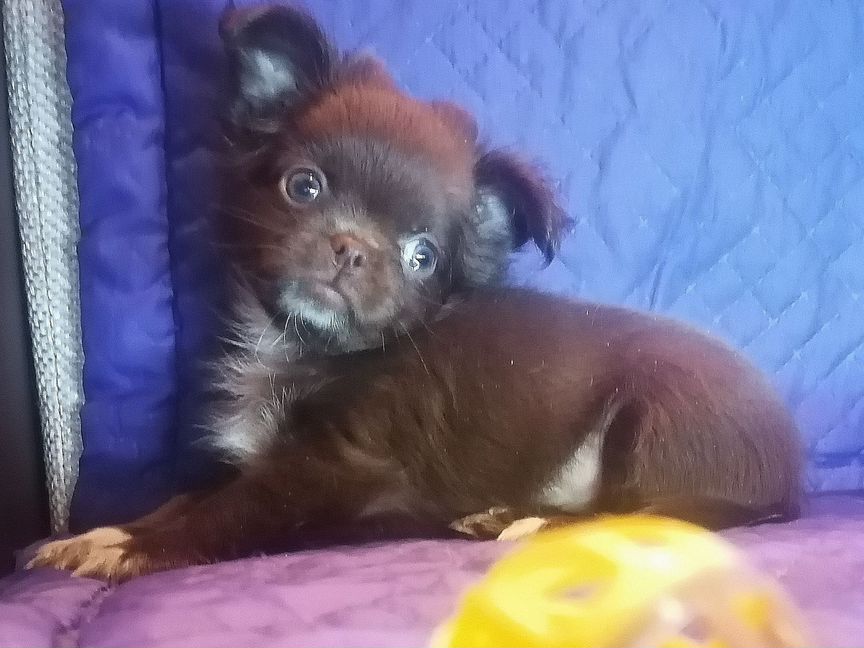 Шоколадочка