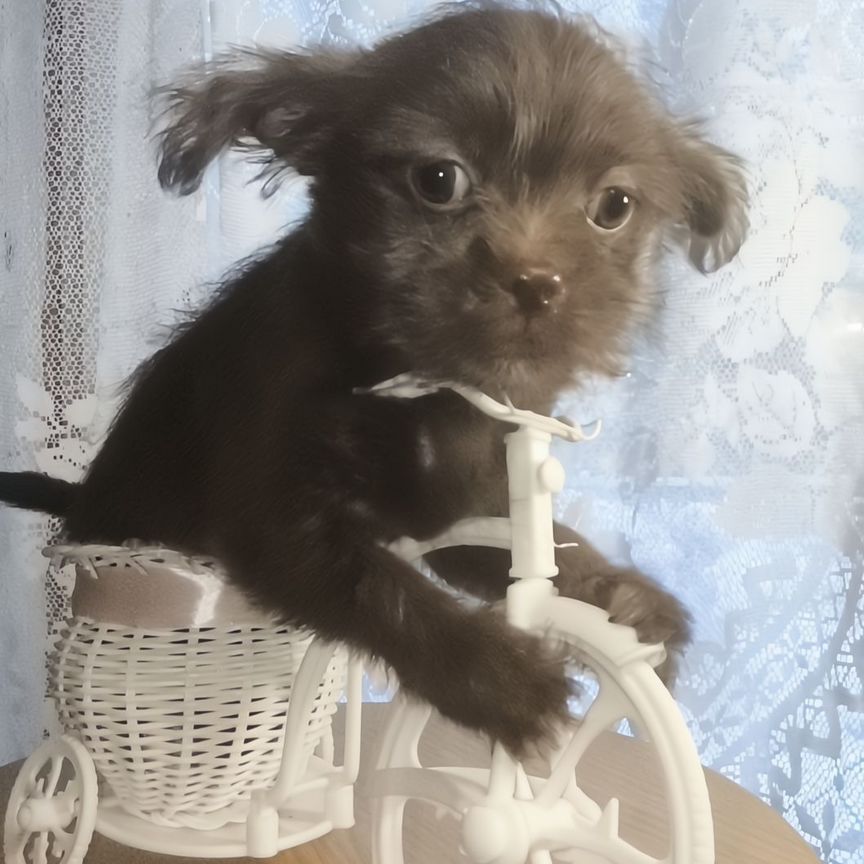 Щенок от частного владельца