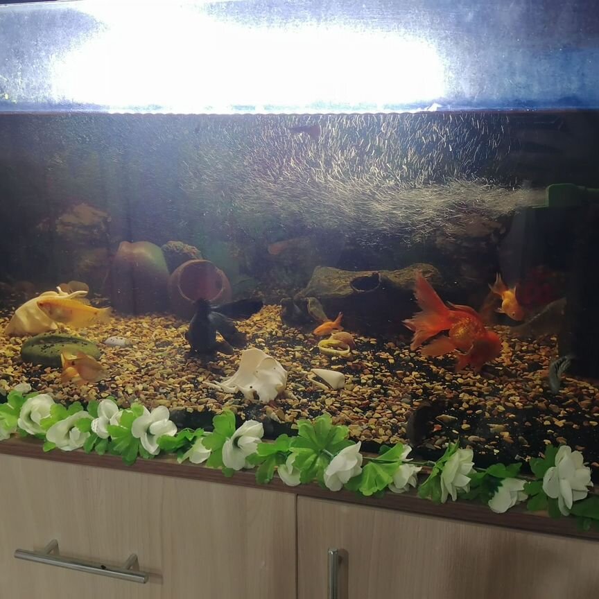 Аквариум с рыбками