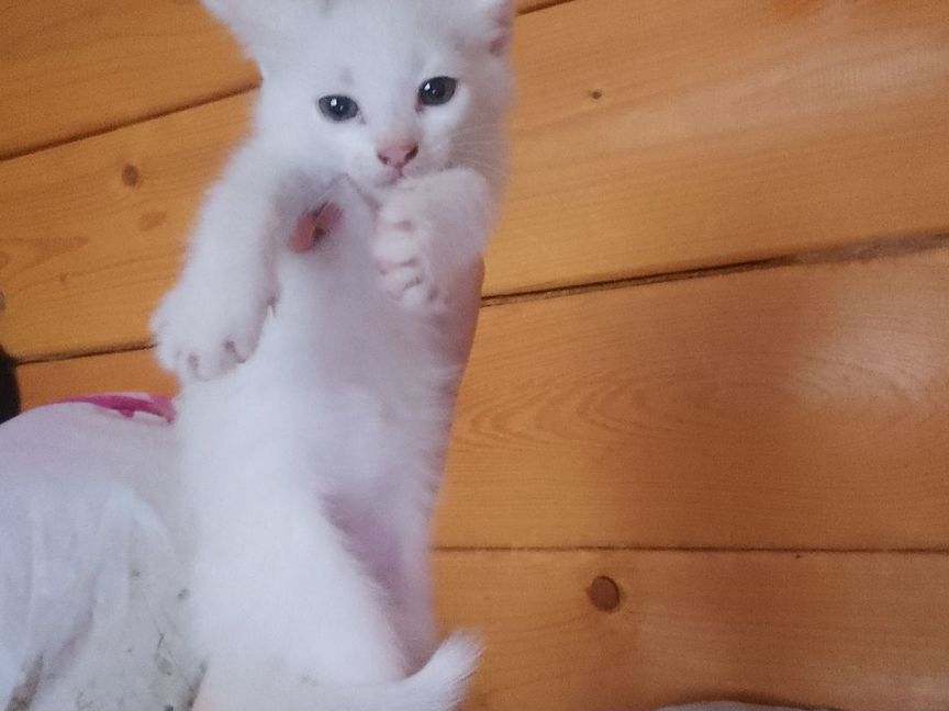 Порода мейн-кун