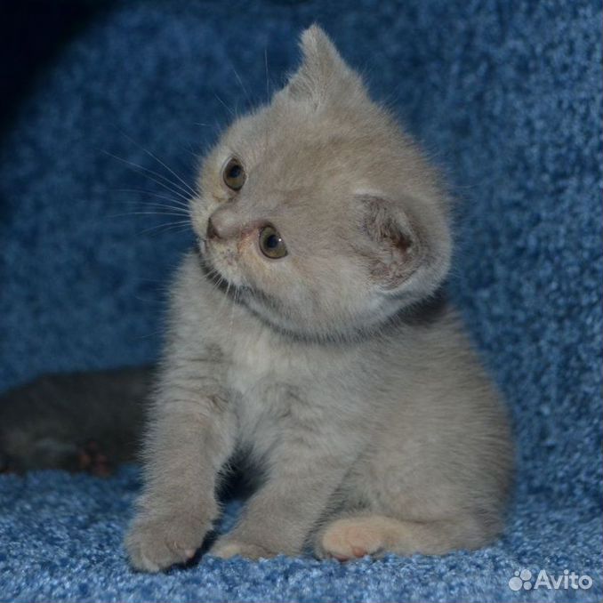 Шикарная британочка