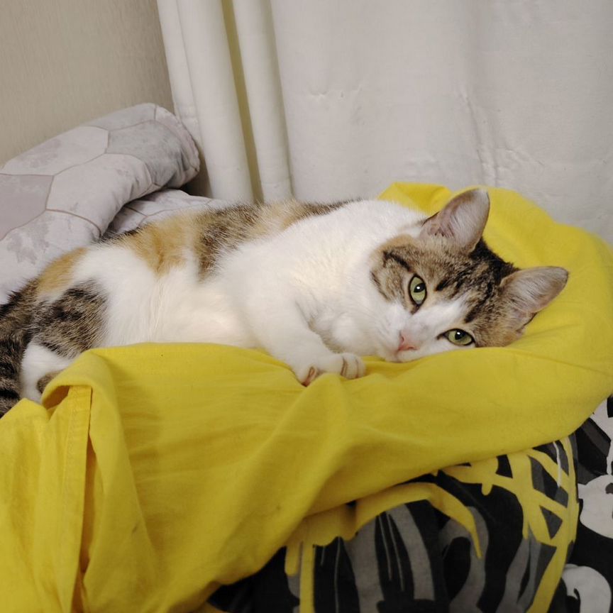 Взрослая, кошка в добрые руки