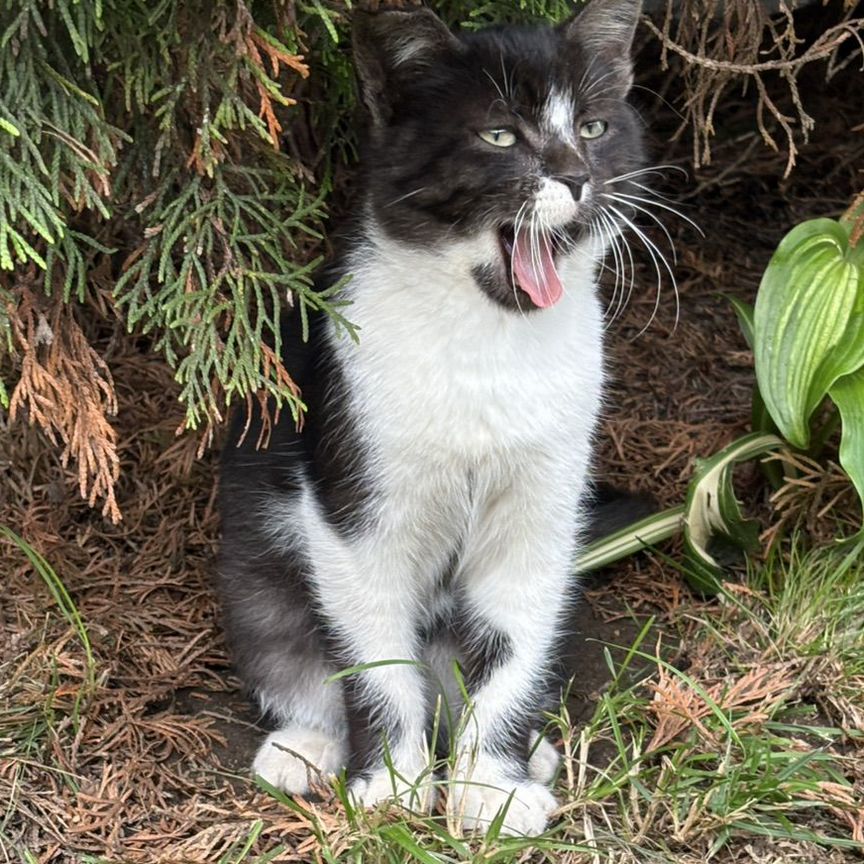 Котенок в добрые руки
