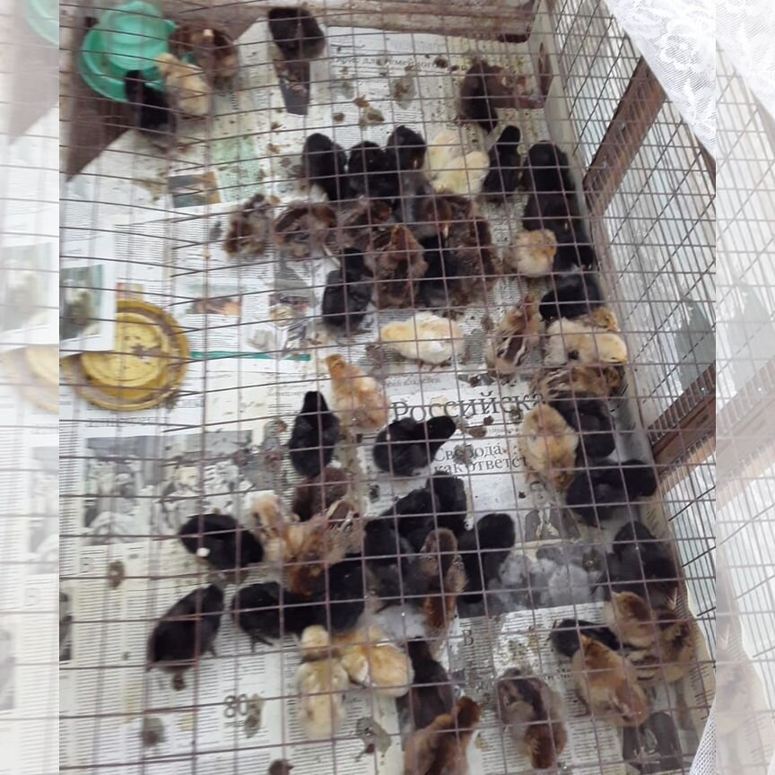 Цыплята доминант, орпингтон