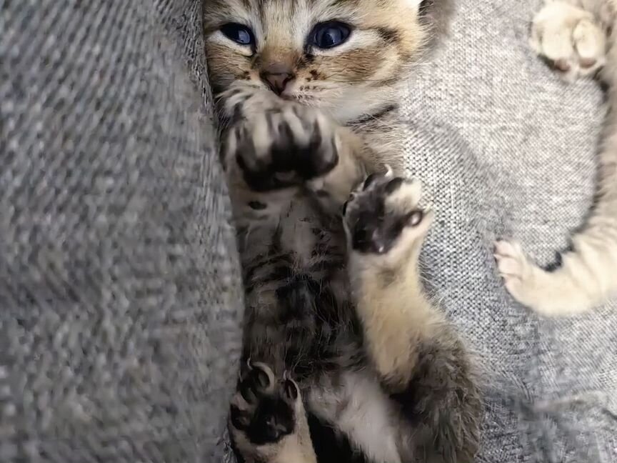 Шотландские котята
