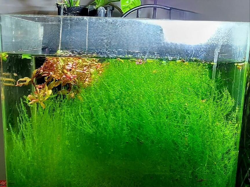 Аквариум dennerle Nano Cube 30л