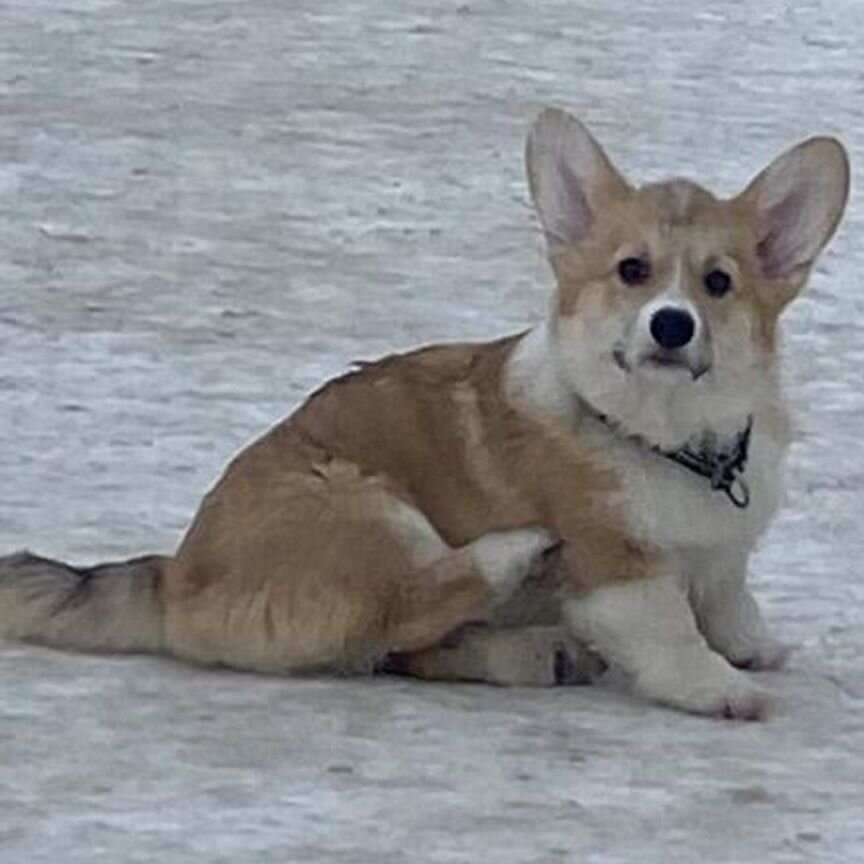 Идеальная Девочка