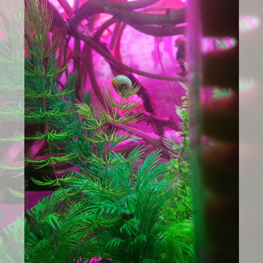 Улитки аквариумные