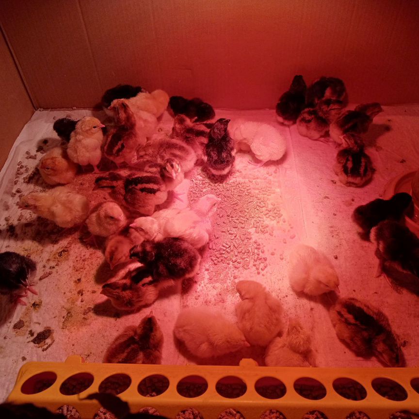 Цыплята несушки