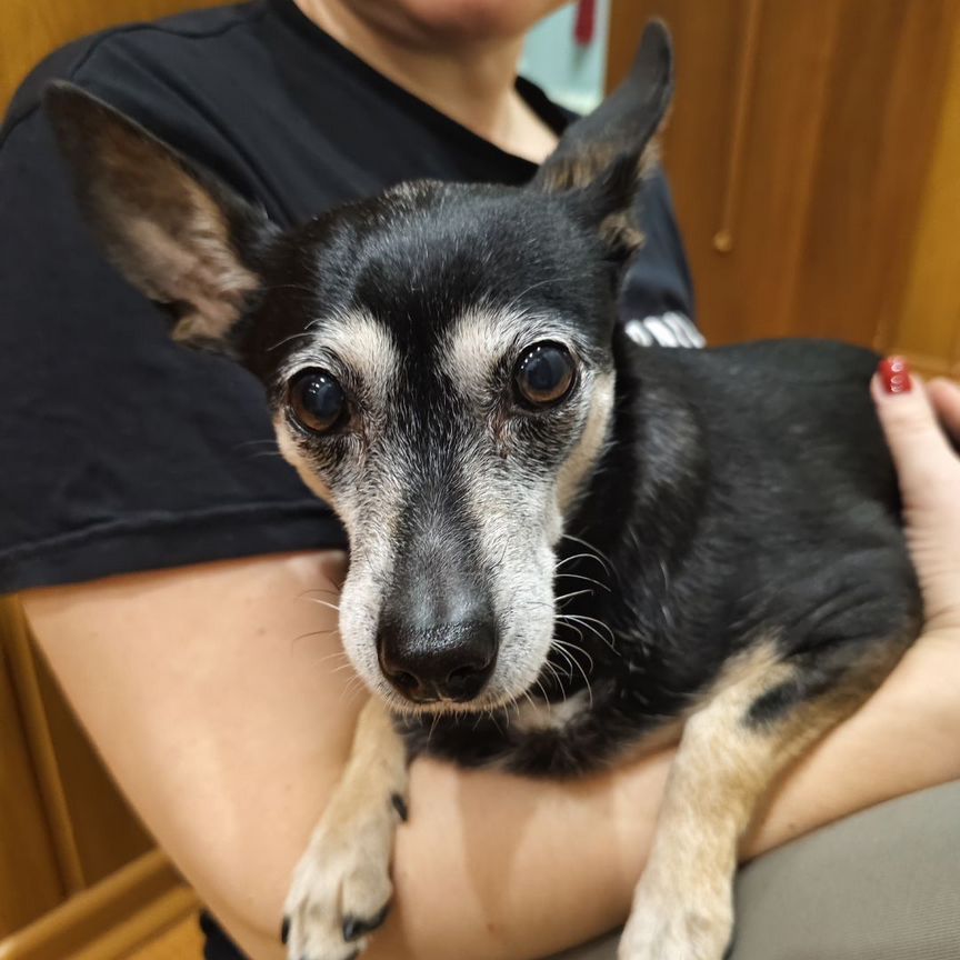 Отдам небольшую собачку