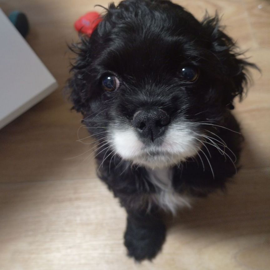 Американский кокер-спаниель, щенок