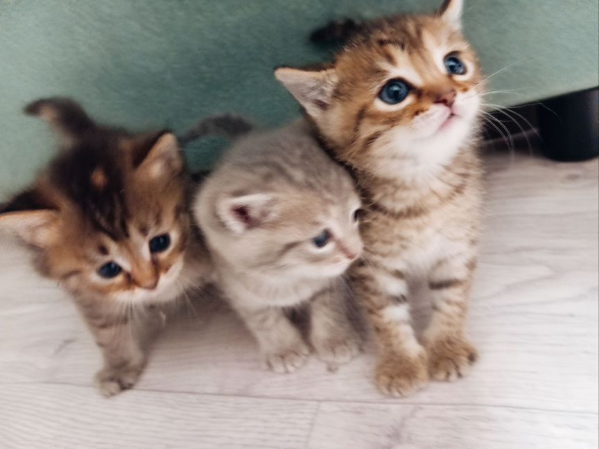 Котята мышеловы
