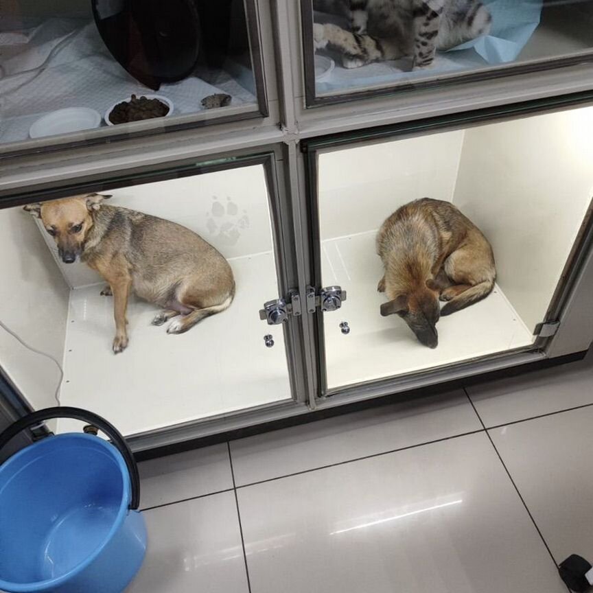 Две девочки.Нужен дом