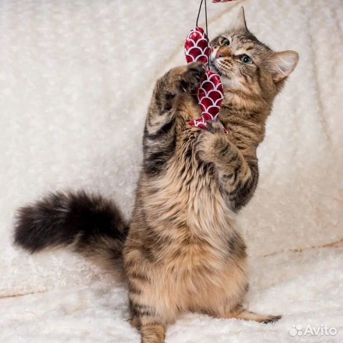 Ищет доброе сердце и семью молодой котик Ласкун