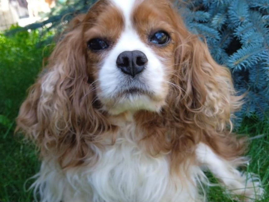 Кокер спаниель