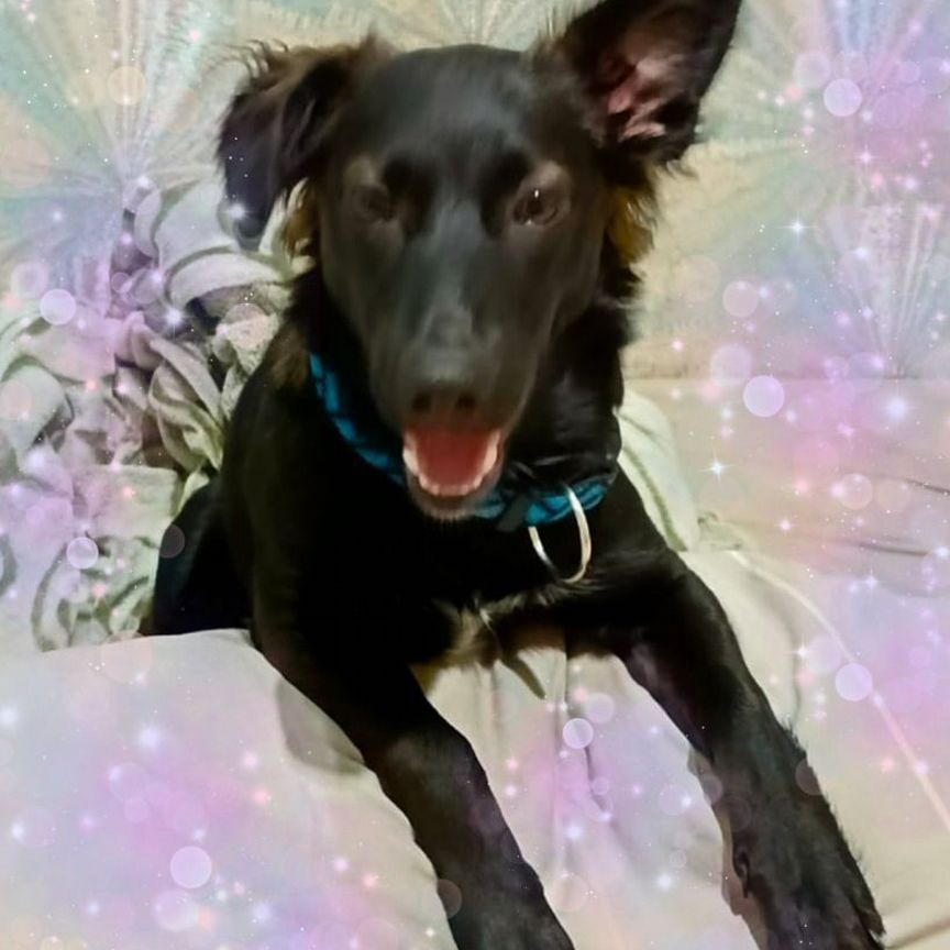 Собака в добрые и надёжные руки