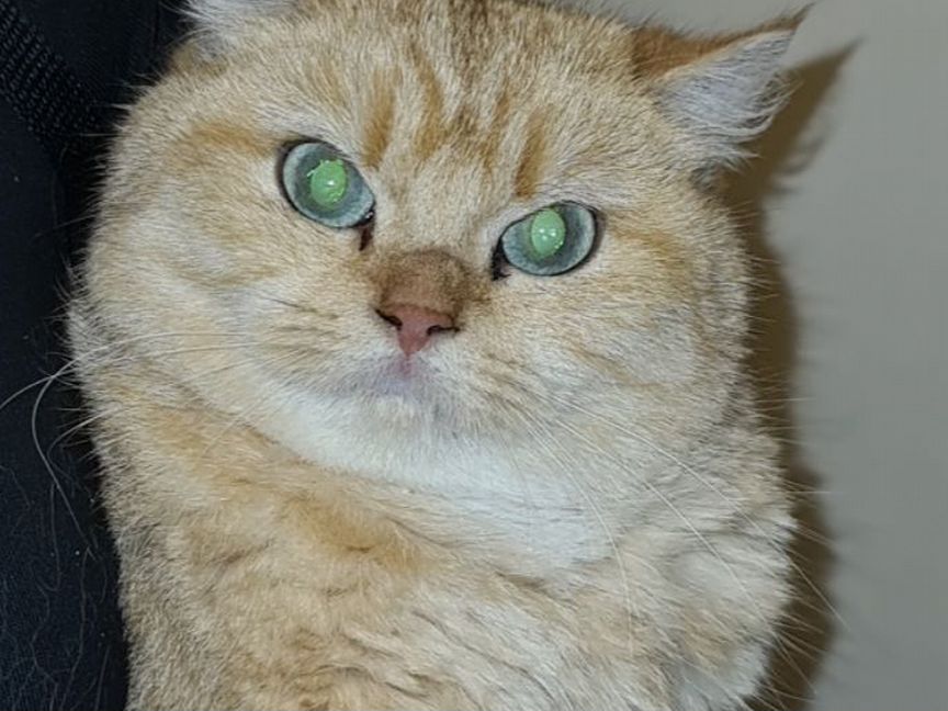 Кошка Британская золотая шиншила в дар