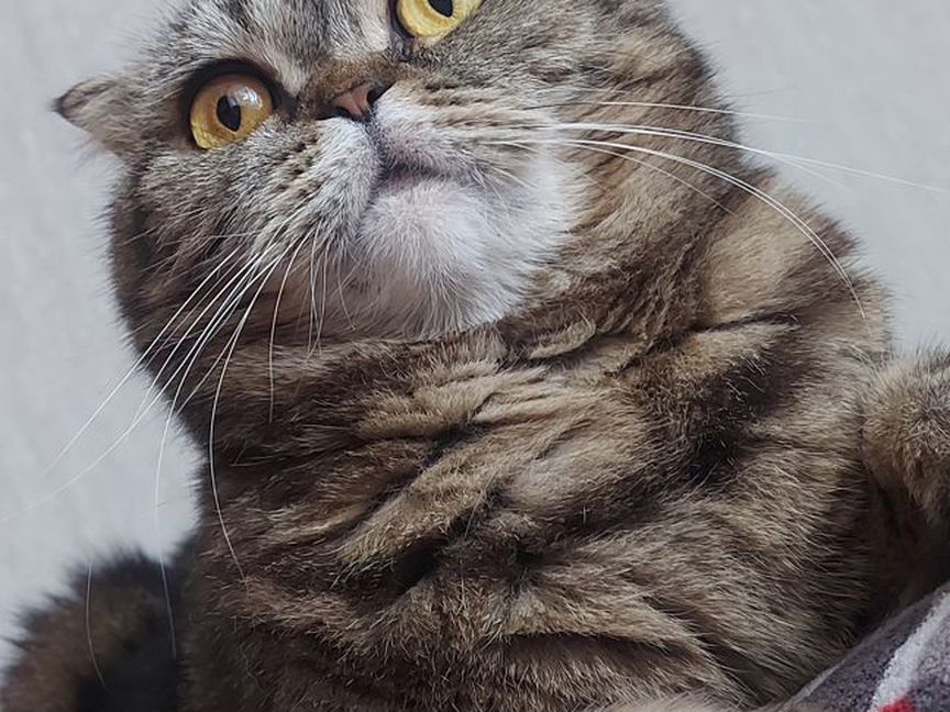 Отдам кошечку в добрые ручки