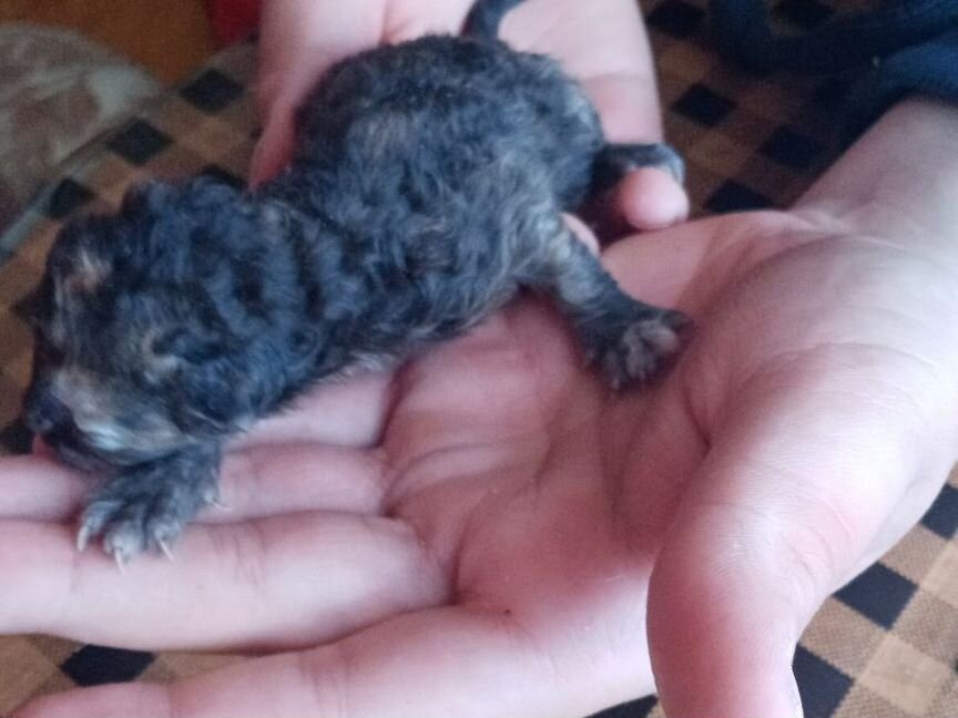 Котята девон рекса бронирование
