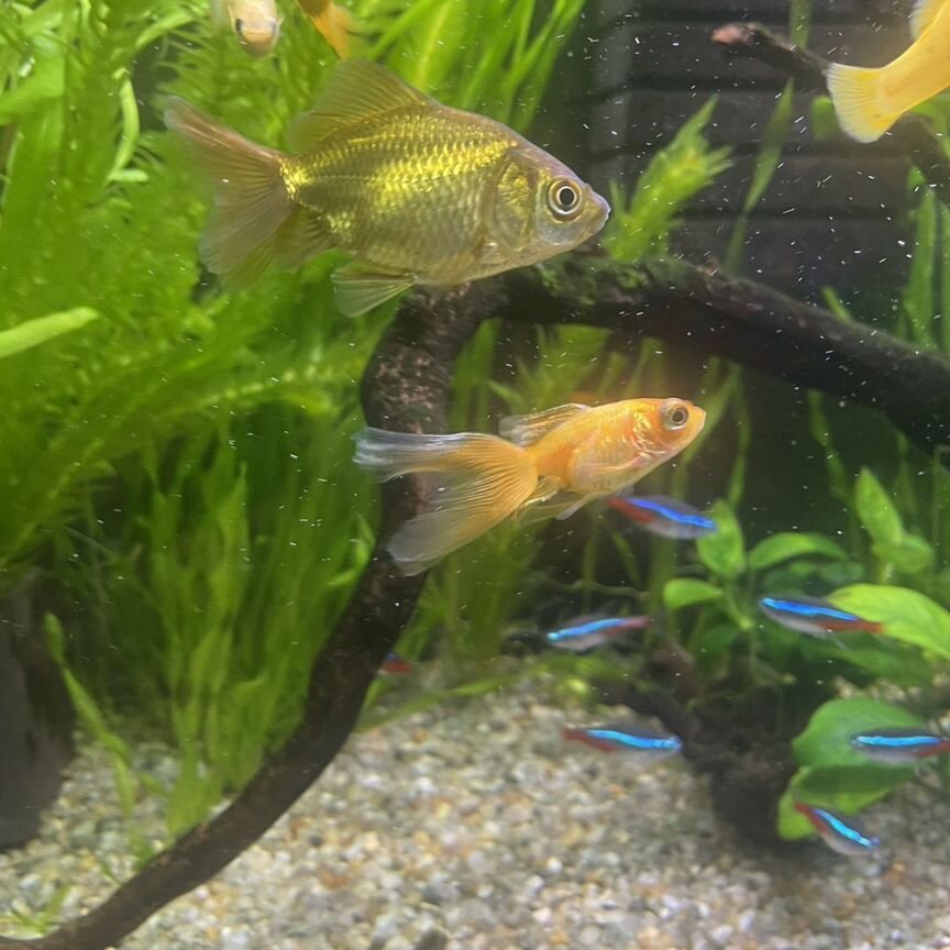 Золотые рыбки