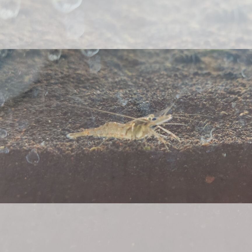 Креветки макробрахиум