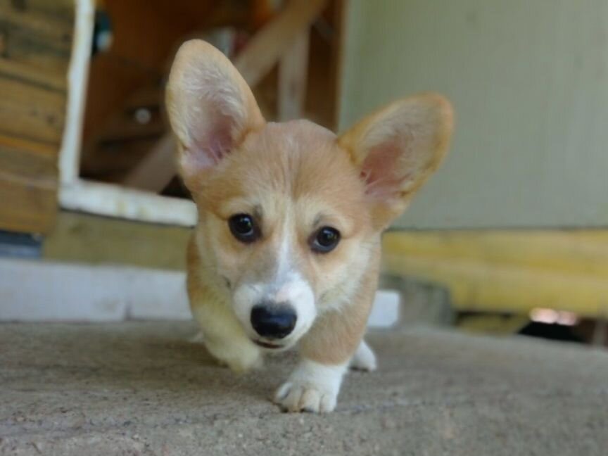 Вельшкоржики