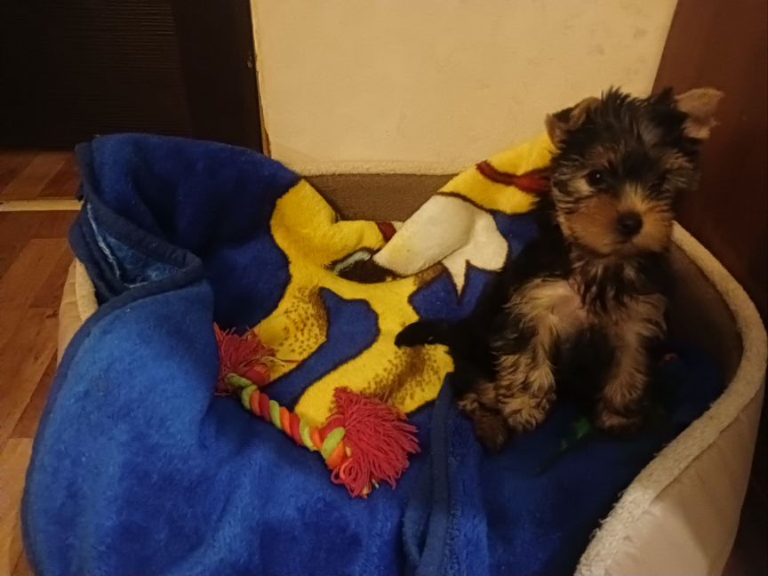 Йоркширский терьер щенки девочки