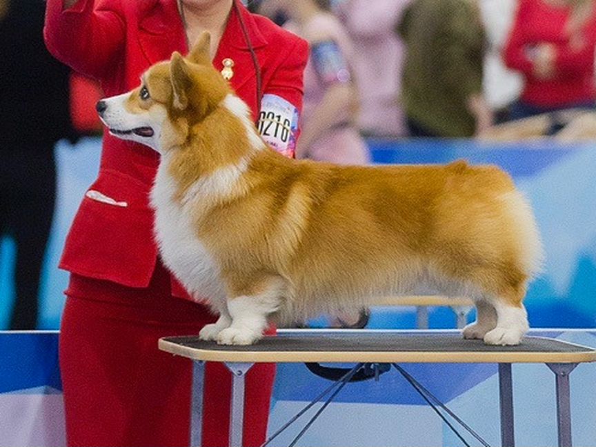 Вязка вельш корги пемброк