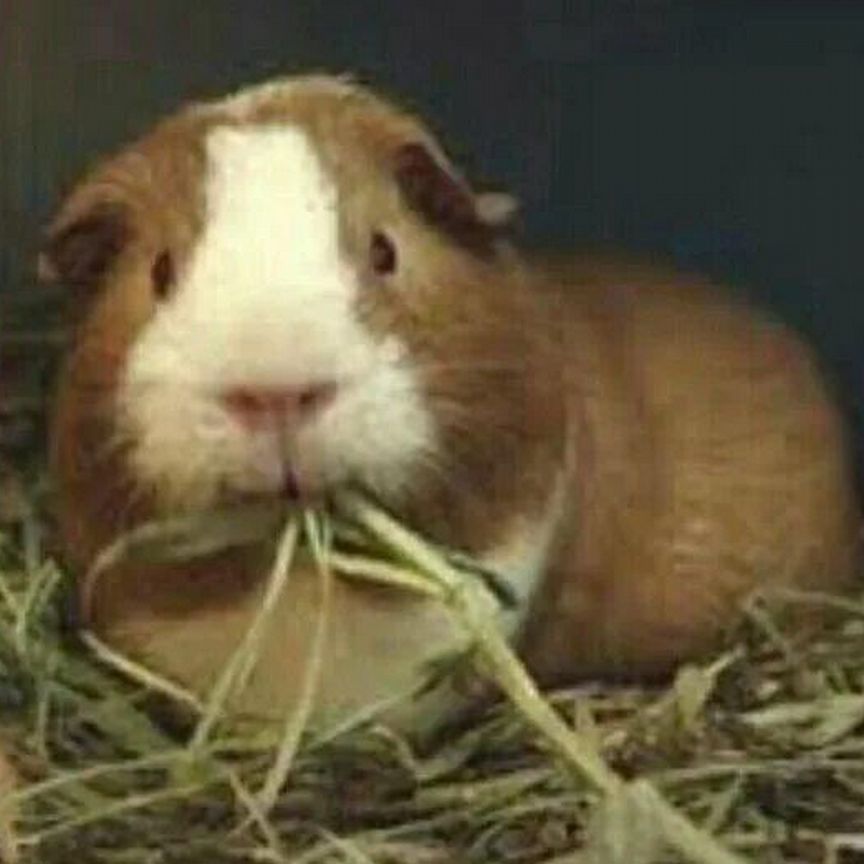 Сено разнотравье для грызунов, хомяков, шиншил