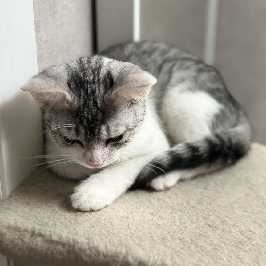 Отдам бесплатно кошечку в ласковые руки