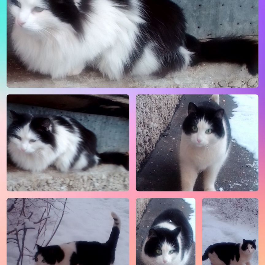 Луша и Пуша мечтают о доме )