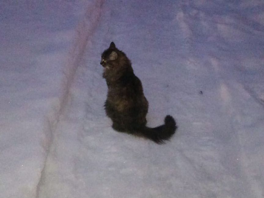 Кошка