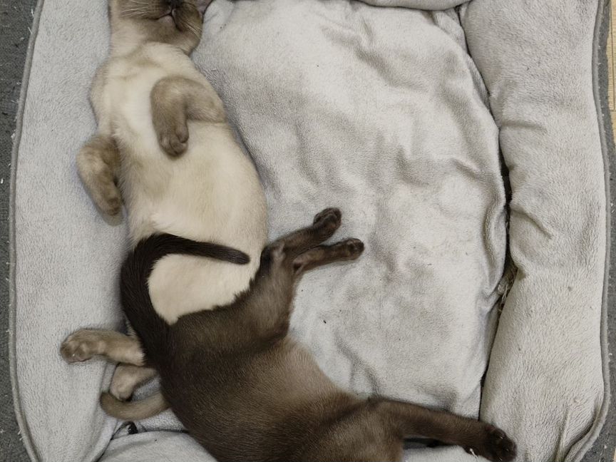 Котята Европейской бурмы