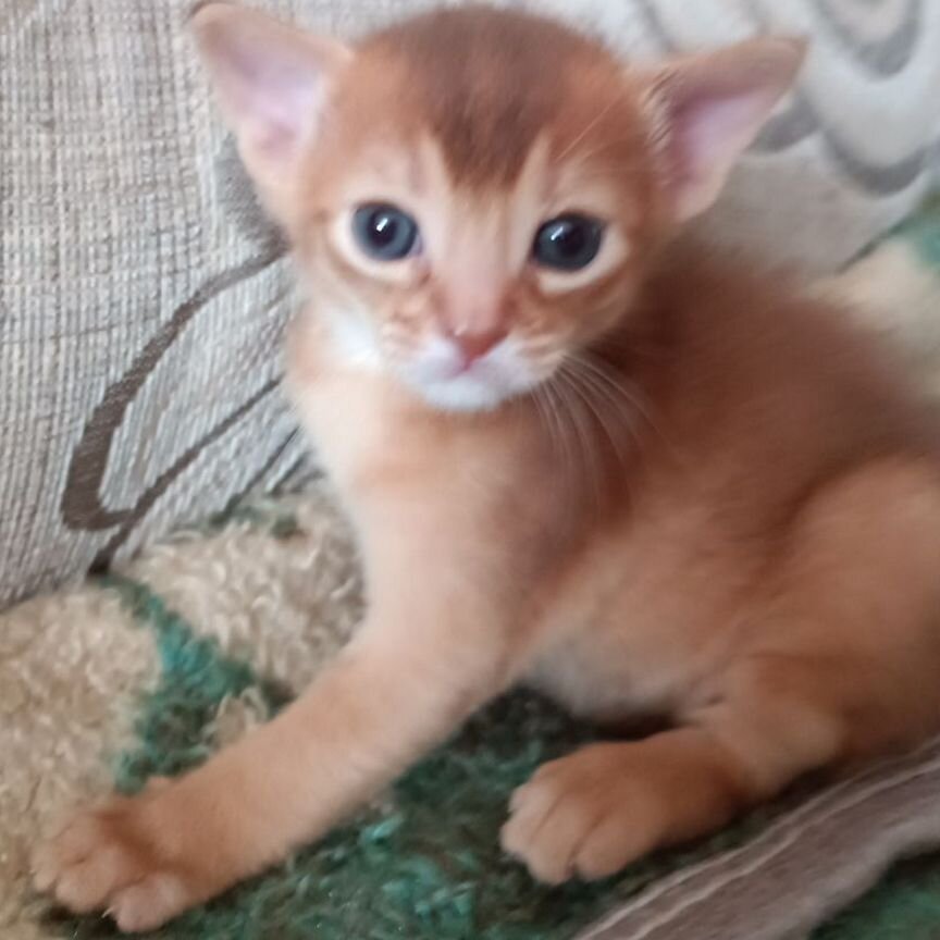 Абиссинский котёнок