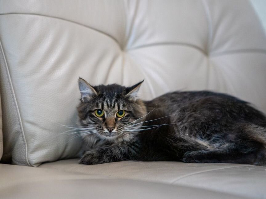 Красавчик кот Нуар в добрые руки