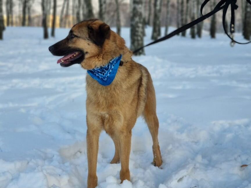 Бурбон - молодой пес надеется найти дом