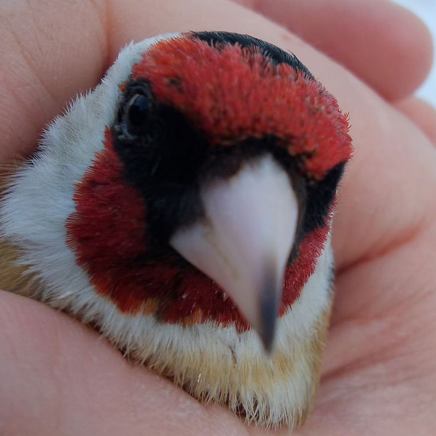 Певчие птицы