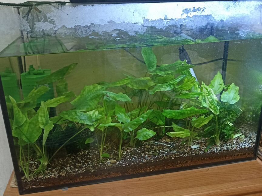 Растения, аквариум