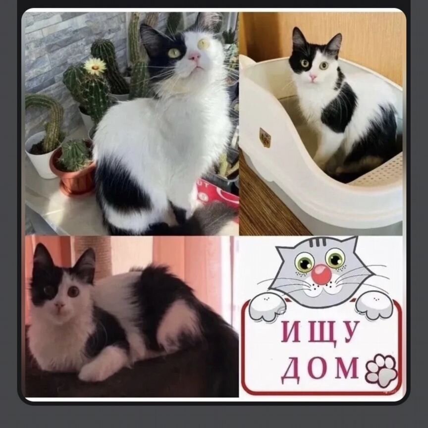 Кошечки с тяж судьбой некуда идти Нужен дом
