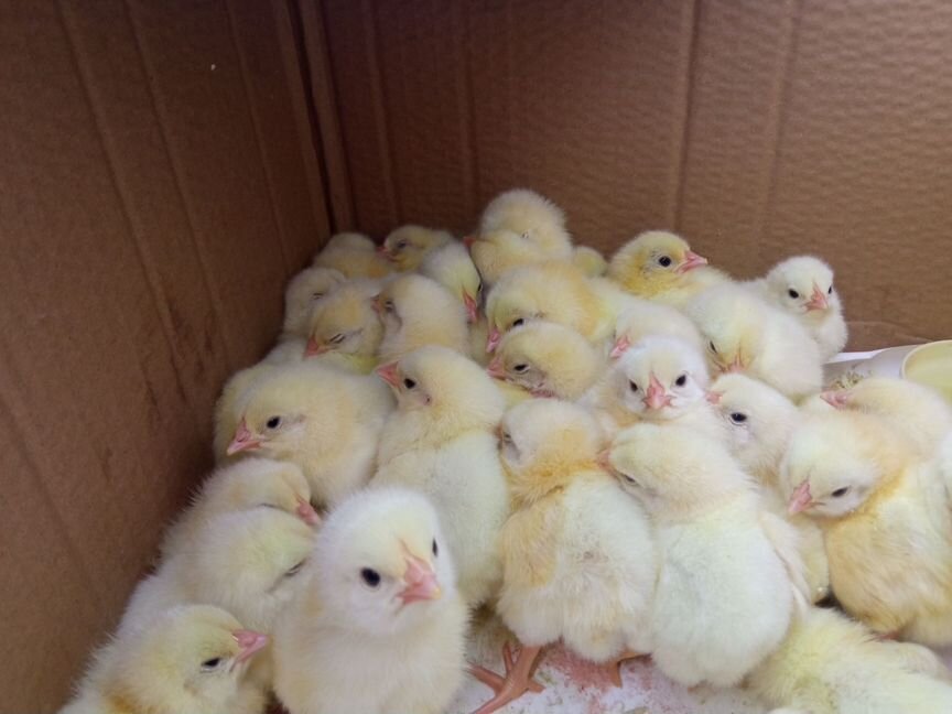 Цыплята бройлеры суточные 120